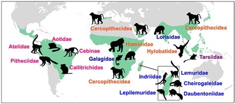 Chapter 4 Exploring Our World Biological And Archaeological