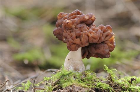 Grzyby trujące 10 najbardziej trujących grzybów na świecie TopDzien PL
