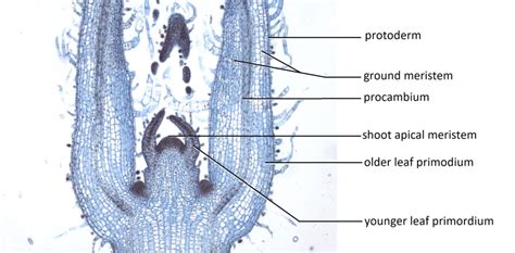 Shoot Apical Meristem BIOLOGY TEACH