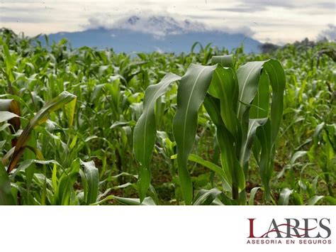 SEGUROS PARA EL CULTIVO LARES La Agricultura Provee Alimentos Para La