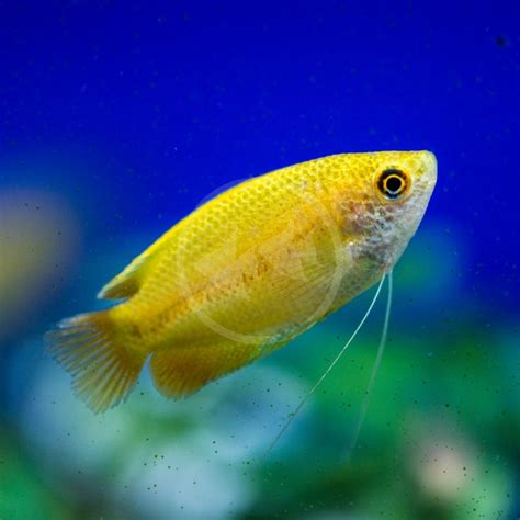 Wild Dwarf Gourami Websites Clc Cet Edu