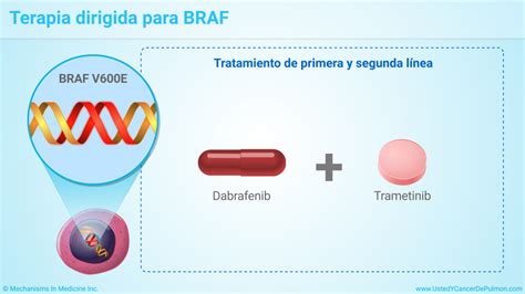 Presentaci N De Diapositivas Terapia Dirigida En El C Ncer De Pulm N