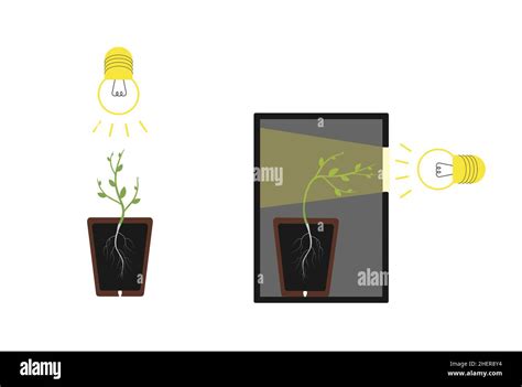 Fototropismo Es El Movimiento De Plantas En Respuesta A La Luz
