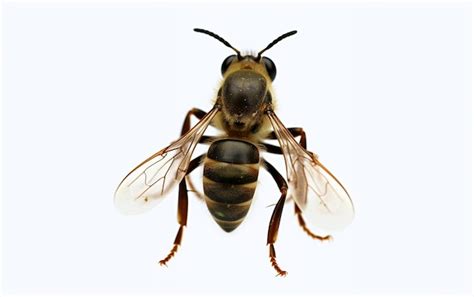 Abeja Insecto Abeja Sobre Un Fondo Transparente Generative Ai Foto