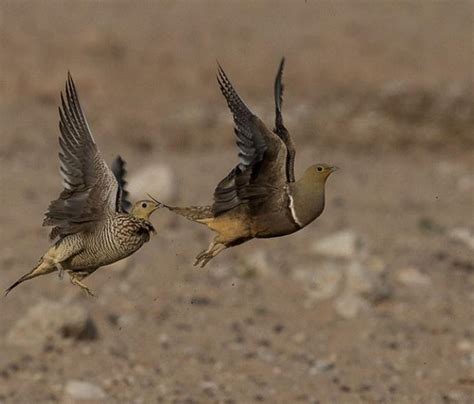 S A Birding Photography Birding South Africa