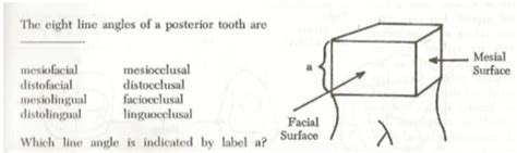 Dental Anatomy Maxillary Premolars Flashcards Quizlet