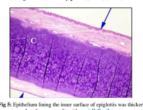 Larynx Histology