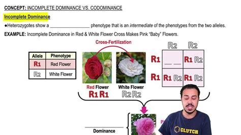 Incomplete Dominance Vs Codominance Punnett Square