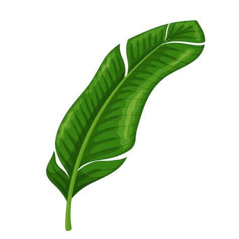 Premium Vector Banana Leaf Tropical Leaves