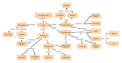 Digestive System Concept Map Template EdrawMax Template