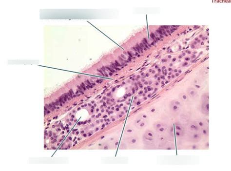 Trachea X Diagram Quizlet