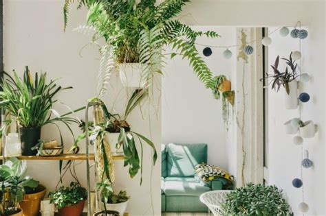 5 Tips Merawat Tanaman Gantung Dalam Ruangan Skandinavia Apartment