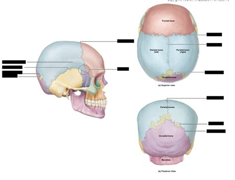 Axial Skull Sutures Labeling Diagram Quizlet Hot Sex Picture