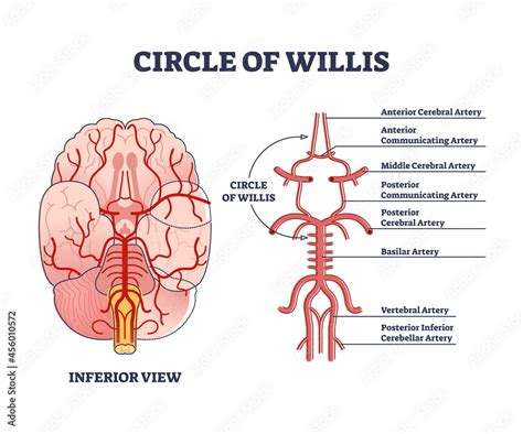 Obraz Circle Of Willis Circulatory Anastomosis With Blood Stream In
