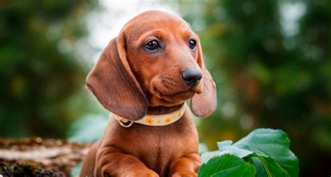 Curiosidades del dachshund más conocido como perro salchicha Minuto