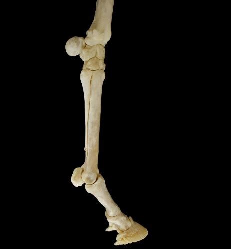 Equine Forelimb Bones Lateral View Diagram Quizlet