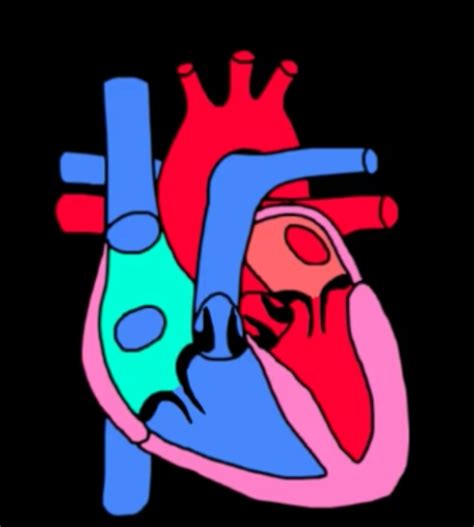 Parts Of The Heart Diagram Quizlet