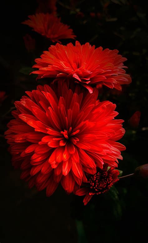 Incredible Compilation Of Full K Flower Wallpapers Over
