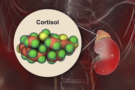 Molecule Of Cortisol Hormone And Adrenal Gland Stock Illustration