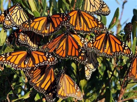 Comienza Arribo De Mariposas Monarca Portal Michoacano