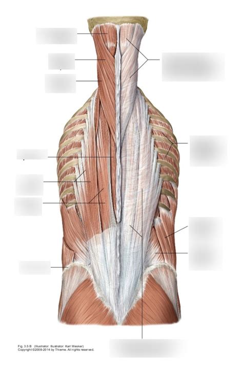 Intrinsic Back Muscles Diagram Quizlet