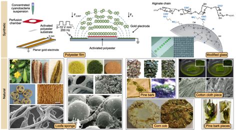 Synthetic And Natural Matrix For Microalgal Immobilization Adapted