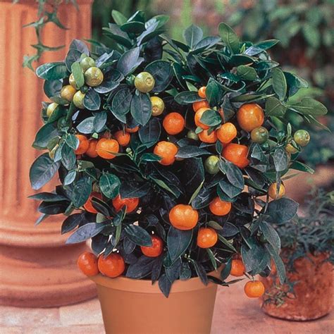 Tangerine Citrus Trees Stark Bro S