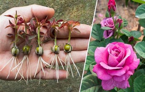 Cómo cultivar Rosas a partir de Semillas paso a paso Eco Jardín Mágico