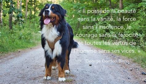 Les 22 Plus Belles Citations Sur Les Chiens Rover Blog