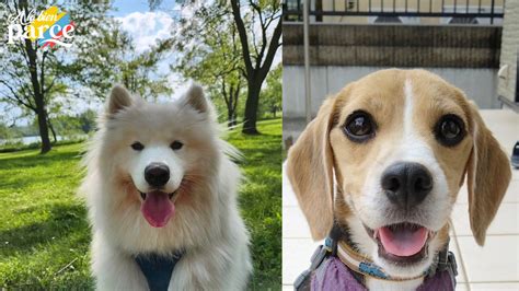 Gastritis en perros causas síntomas y tratamiento para aliviar el