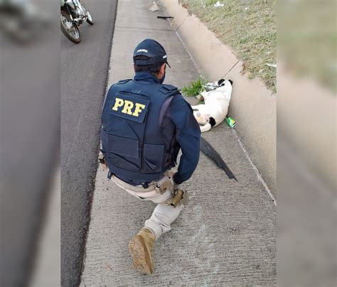 Cachorro atropelado é resgatado pela polícia na BR 153 em Rio Preto