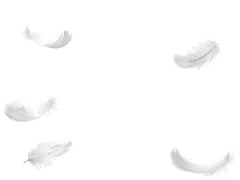 White Feather Png Transparent Image