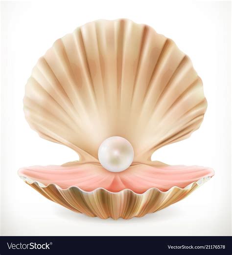 Pin On Sea Shell