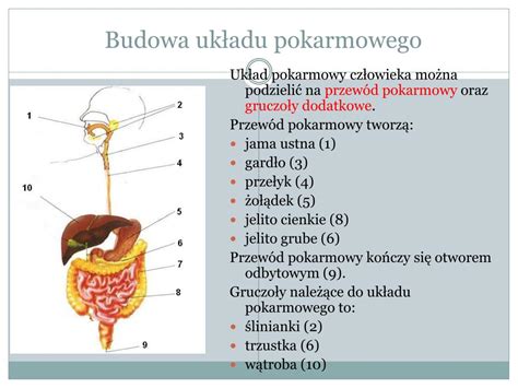 PPT Układ pokarmowy człowieka PowerPoint Presentation free download
