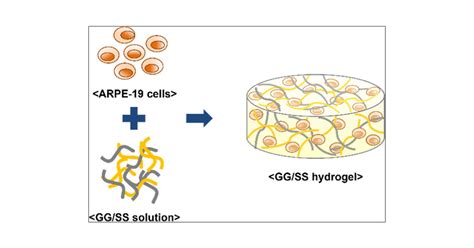 Injectable Hydrogel Based On Gellan Gum Silk Sericin For Application As