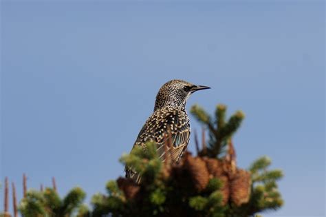 Sturnus Natur V Gel Kostenloses Foto Auf Pixabay Pixabay