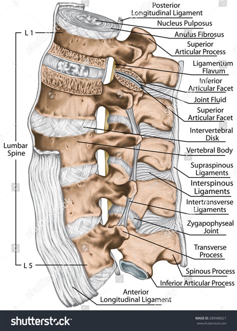 Ligaments Lumbar Spine Structure Anterior Longitudinal Stock
