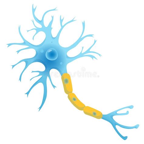 Diagram Of Neuron Anatomy Stock Vector Illustration Of
