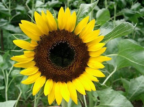 7 TIPOS de GIRASOLES Nombres características y fotos