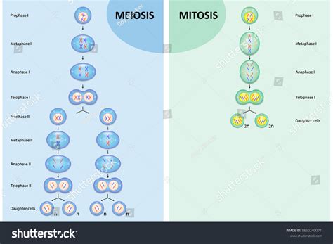 Mitosis Vs Meiosis Chart Stages