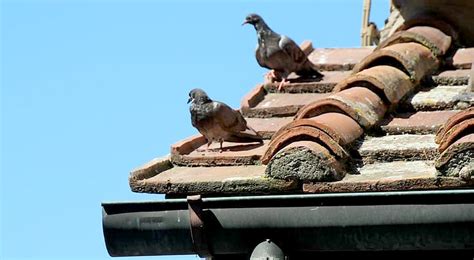 Vous ne savez pas comment éloigner les pigeons Essayez cette méthode