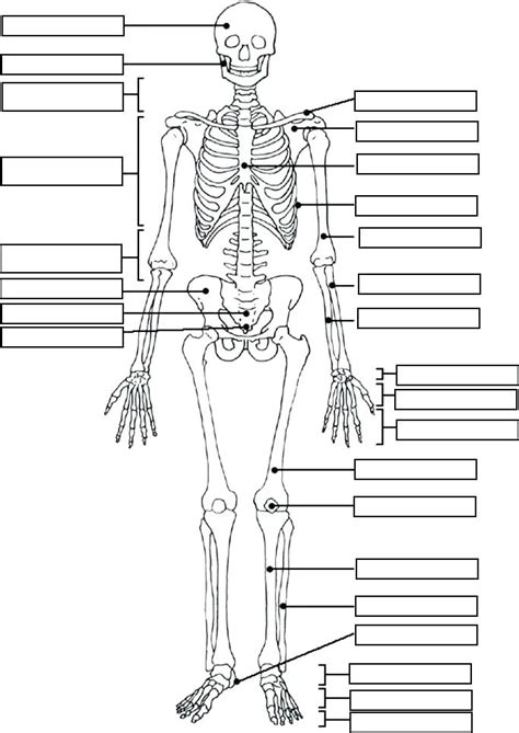Skull Anatomy Worksheet Coloring Pages