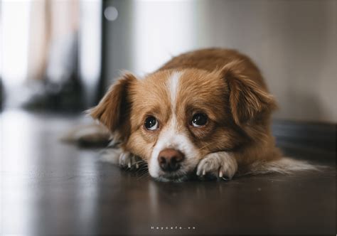 150 ảnh chó buồn cực đáng yêu và xúc động