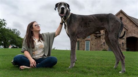 La historia de Zeus el ahora proclamado perro más grande del mundo