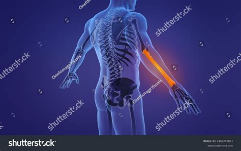 Anatomy Human Forearm D Illustration Stock Illustration