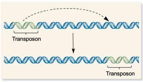 Genetics Ch Flashcards Quizlet