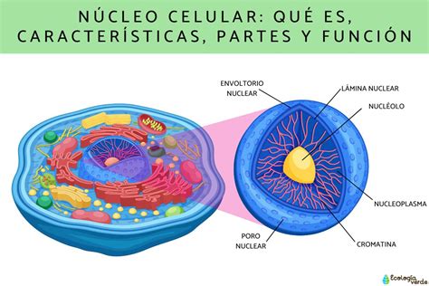 Núcleo celular qué es características partes y función Resumen