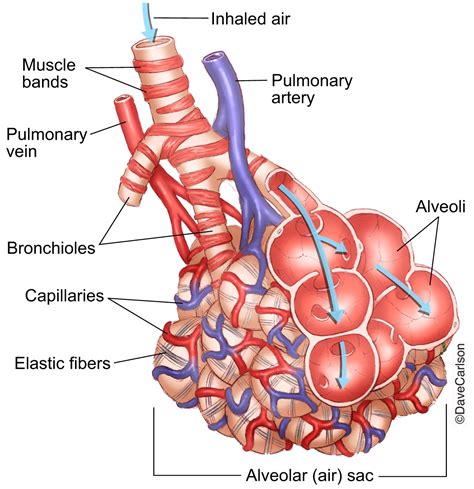 Labeled Diagram Of The Alveoli Pulmonary Alveolus