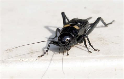 Gryllus bimaculatus mâle Grillon Provençal Monanneeaucollege