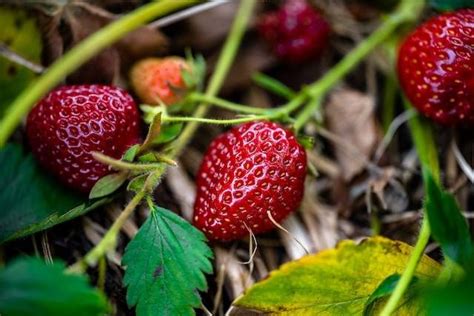 4 Rekomendasi Wisata Petik Strawberry Di Bandung Kumparan